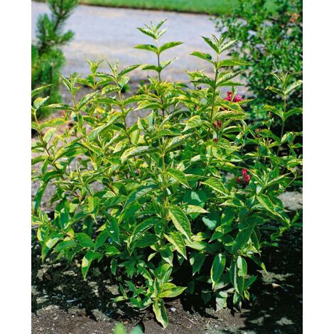 Weigela florida 'Brigela' -R- C 15 100-1125