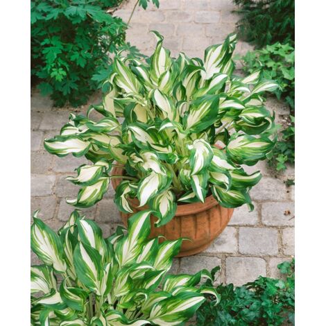 Hosta undulata 'Undulata' P 1