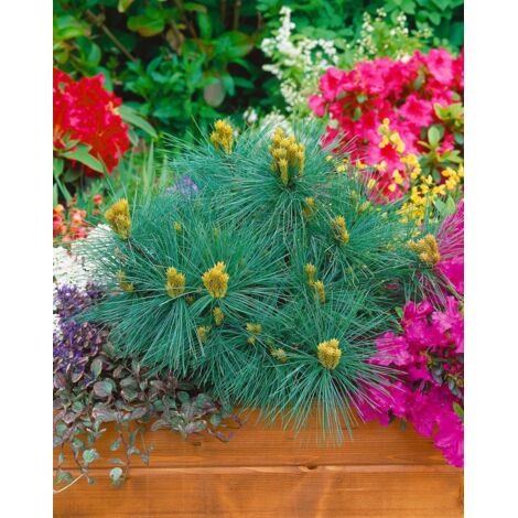 Pinus strobus 'Macopin' C 7,5 30-40