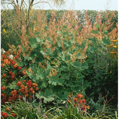 Macleaya microcarpa 'Kelway's Coral Plume' P 1