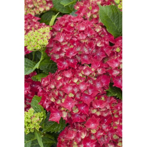 Hydrangea macrophylla 'Royal Red' C 5 30-40