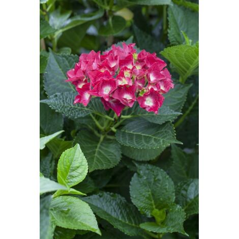 Hydrangea macrophylla 'Royal Red' C 5 30-40