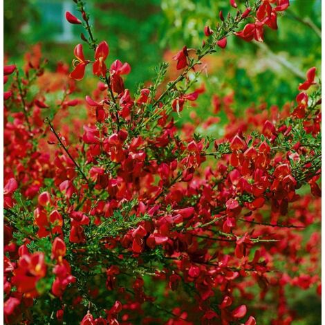 Cytisus scoparius 'Red Wings' C 7,5 60-80