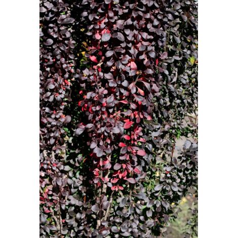 Berberis thunbergii 'Red Pillar' Berberis thunbergii 'Red Pillar' C3 30-40