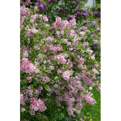 Syringa microphylla 'Superba' Sol C 20 100-125