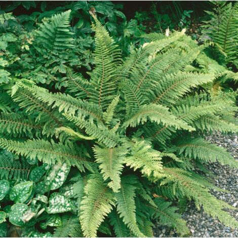 Polystichum setiferum 'Herrenhausen', gen. C 3 40-60