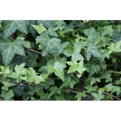 Hedera helix 'Woerner' C 5 80-100