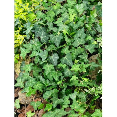 Hedera helix 'Plattensee' Sol C 7,5 150-200