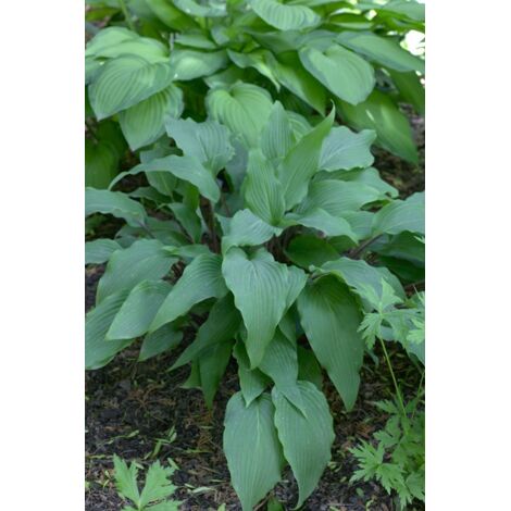 Hosta lancifolia 'Red October' P 1