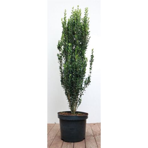 Ilex crenata 'Fastigiata' C 5 80-100