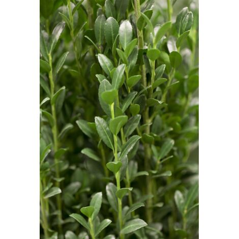 Ilex crenata 'Fastigiata' C 5 80-100