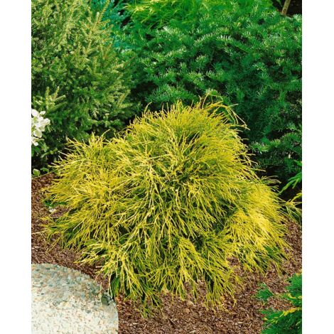 Chamaecyparis pisifera Plumosa Flavescens 30-40
