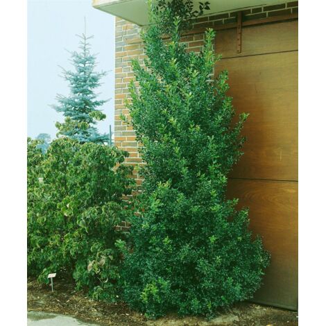 Ilex aquifolium 'Pyramidalis' C 7,5 80-100