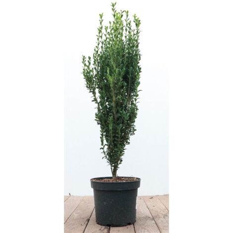 Ilex crenata 'Fastigiata' Ilex crenata 'Fastigiata' C5 60-80