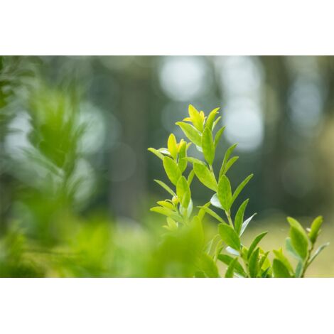 Ilex crenata 'Fastigiata' Sol C 15 125-150