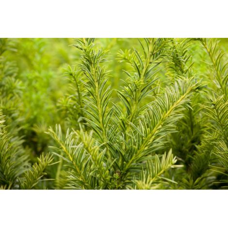 Taxus baccata 'Semperaurea' 3 L 30-40