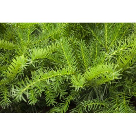 Taxus baccata 'Repandens' C2 25-30