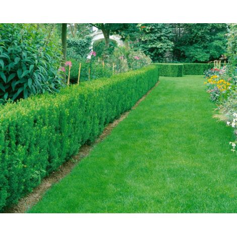 Taxus media 'Straight Hedge' C 3 40-50