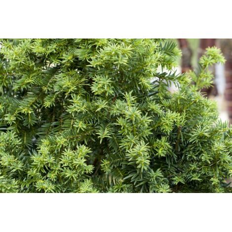 Taxus baccata 'Golden Crown' C 3 20-25