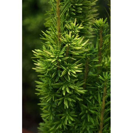 Taxus baccata 'David' C 3 25-30