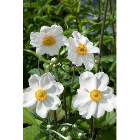Anemone japonica 'Andrea Atkinson' C2 70-80 cm