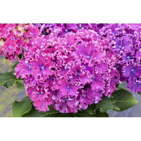 Hydrangea macrophylla Curly Sparkle Blue Purple C 5 30-40