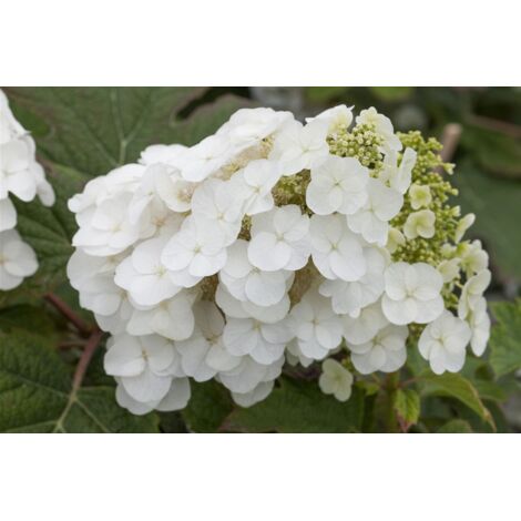 Hydrangea quercifolia 'Pee Wee'