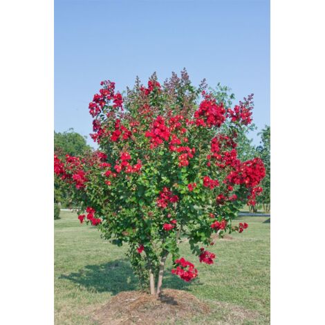 Lagerstroemia indica 'Dynamite'