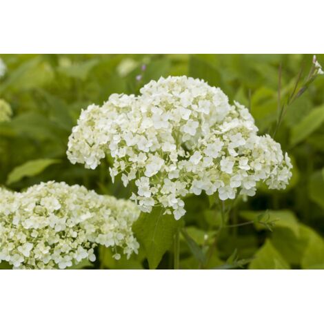 Hydrangea arborescens 'Lime Rickey'