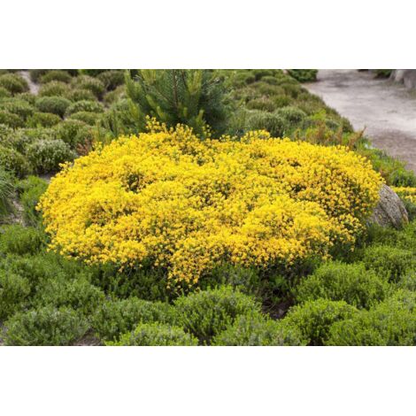 Cytisus beanii