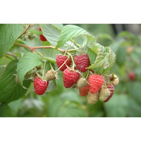 Rubus idaeus 'Polka' -S- CAC