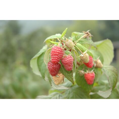 Rubus idaeus 'Polka' -S- CAC