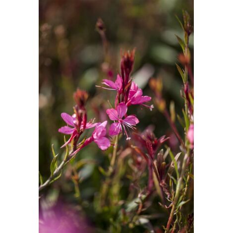 Gaura lindheimerii 'Gambit Rose' -R-