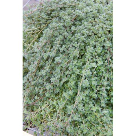Thymus praecox 'Pseudolanuginosus'