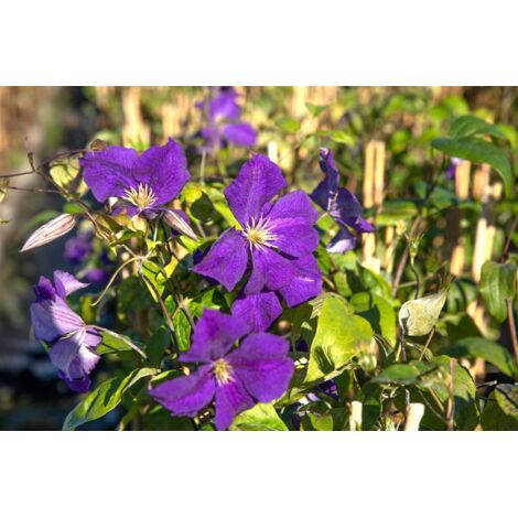 Clematis Hybride 'Warszawska Nike'