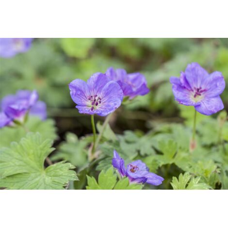 Geranium wallichianum 'Rozanne' -R-