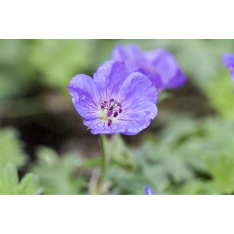 Geranium wallichianum 'Rozanne' -R-
