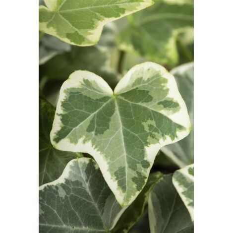 Hedera helix 'Eva'