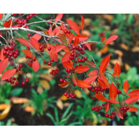 Aronia arbutifolia 'Brilliant' C 3 40- 60