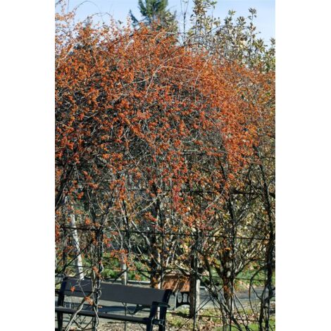 Celastrus orbiculatus 'Diana' 2L 40- 60