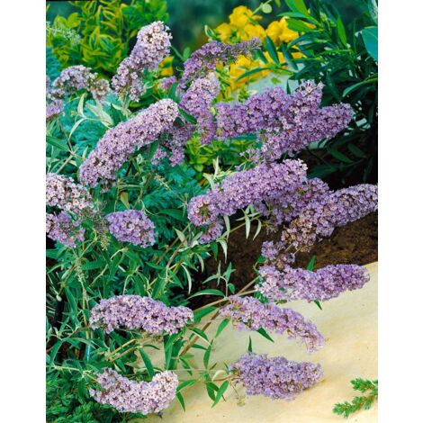 Buddleja davidii 'Nanho Blue' C 80- 100