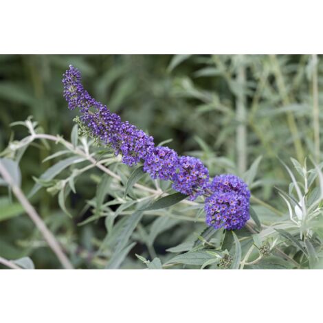 Buddleja davidii 'Nanho Blue' C 40- 60
