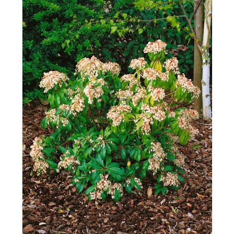 Pieris japonica 'Red Mill' 2 L 20- 25