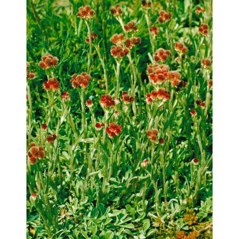 Antennaria dioica 'Rubra' P 0,5