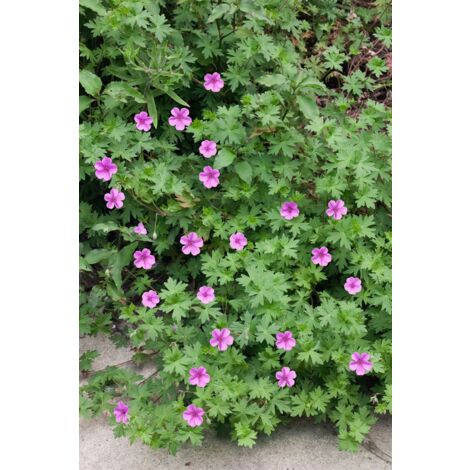 Geranium sanguineum 'Dilys' P 0,5