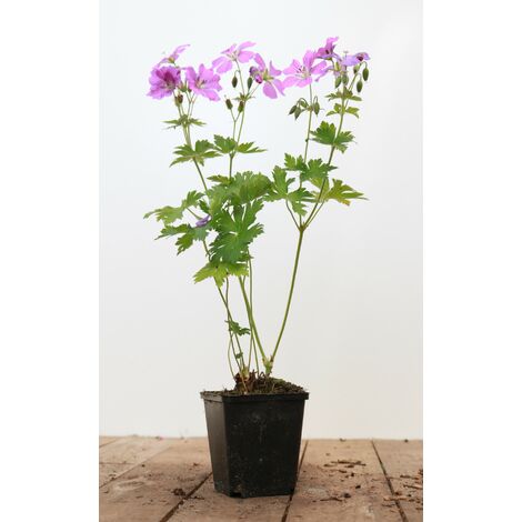 Geranium gracile 'Sirak' P 0,5