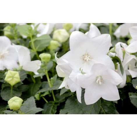 Platycodon grandiflorus 'Fuji White' P 0,5