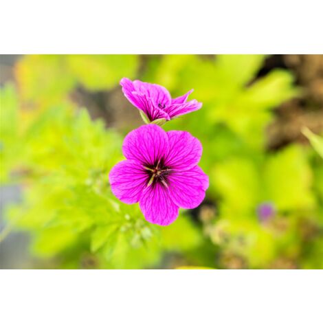 Geranium psilostemon 'Ivan' P 0,5