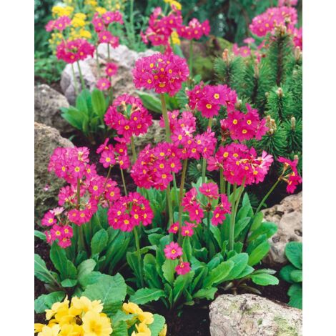 Primula rosea 'Gigas' P 0,5