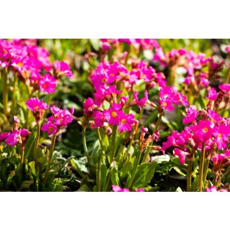 Primula rosea 'Gigas' P 0,5